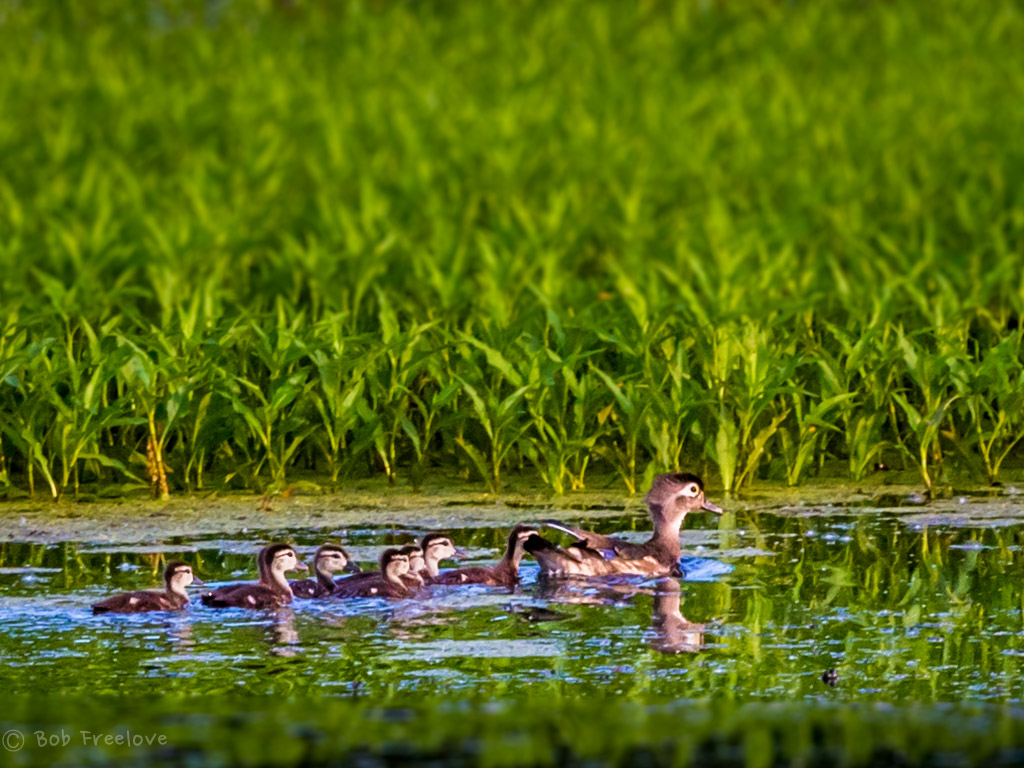 Muscatatuck Wildlife Society – Helping Make This A Better Place